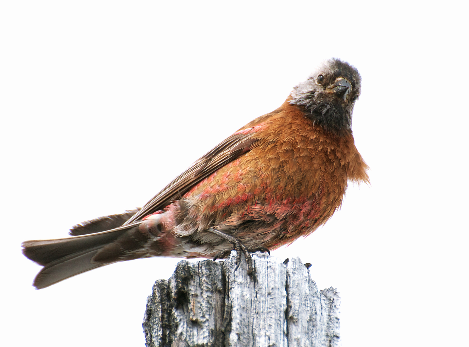 NW Bird Blog: Gray-crowned Rosy-Finch